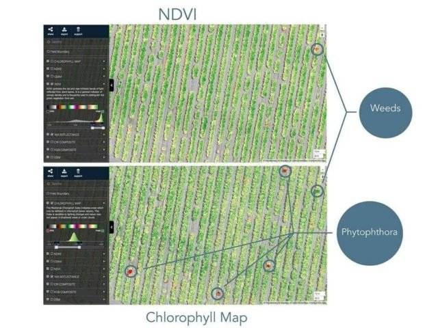Why Multispectral Mapping Beats NDVI - Queensland Drones